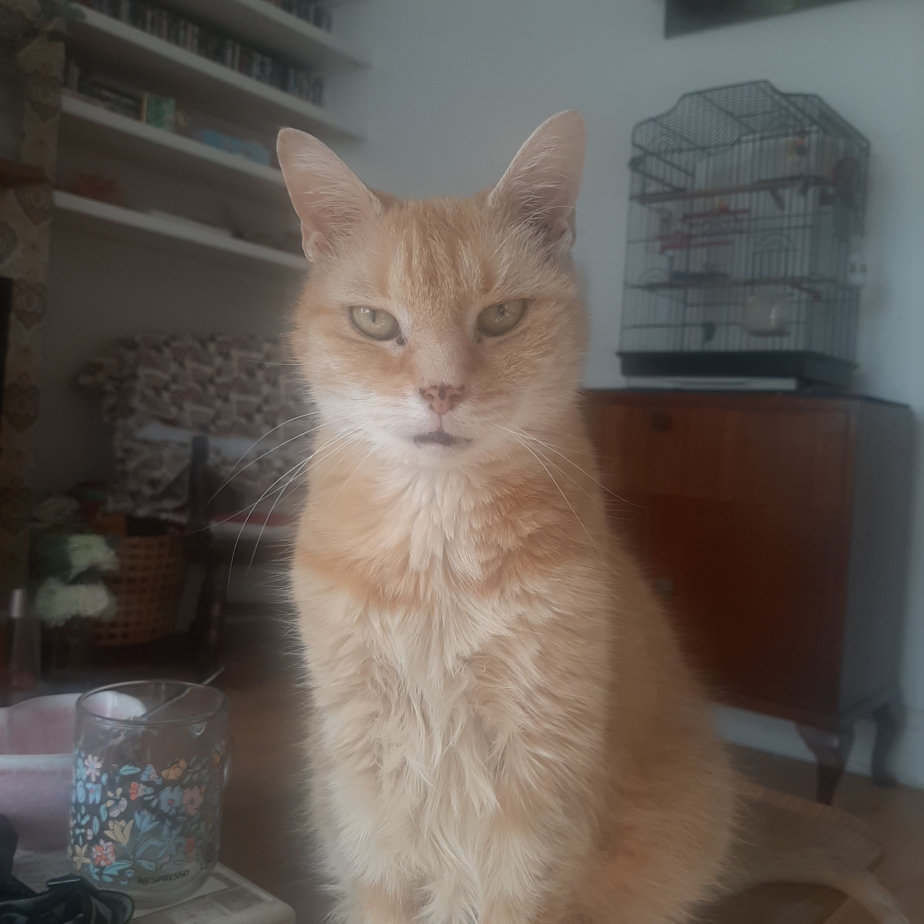 My Cats – Bookmarkquinn