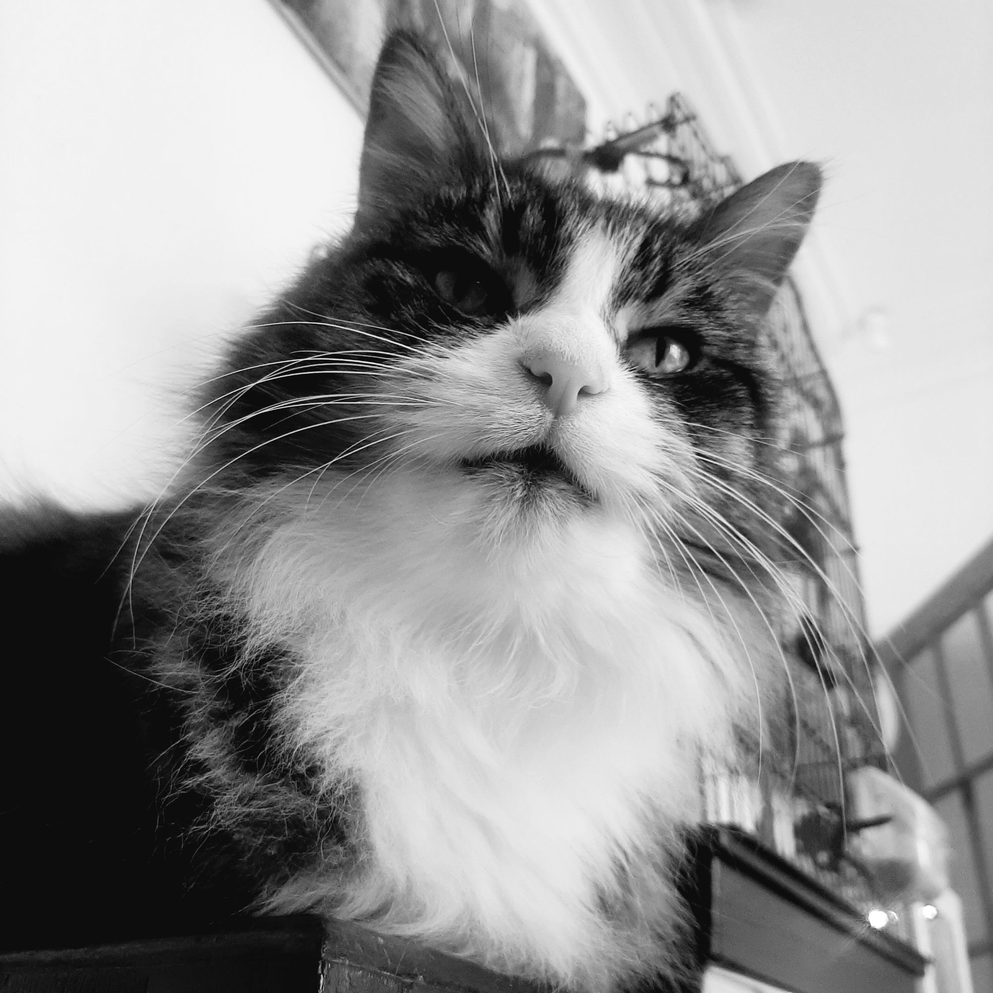 Animals – Bookmarkquinn