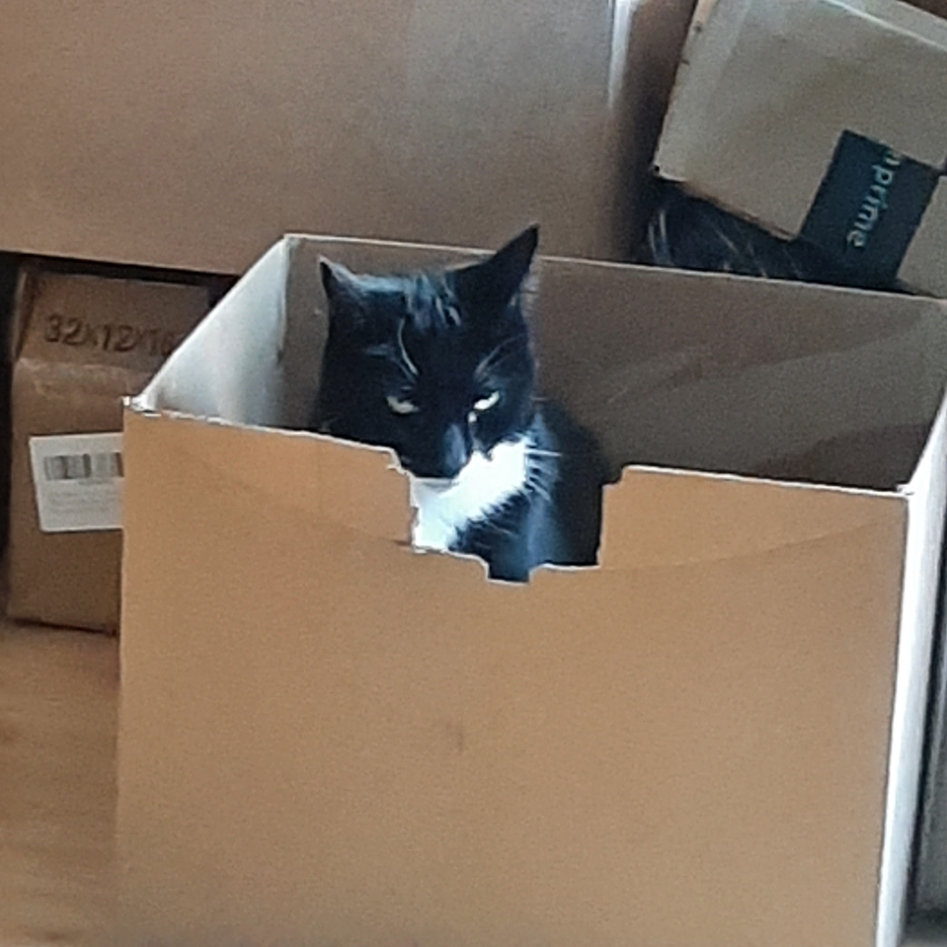 Harry – Bookmarkquinn